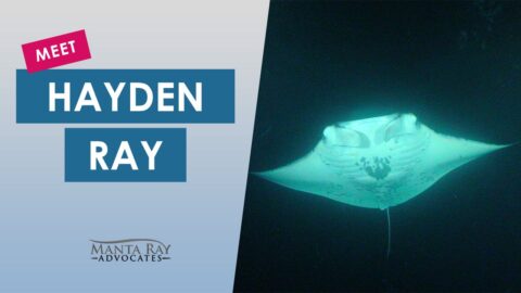 Hayden Ray - Manta Ray Advocates Hawaii