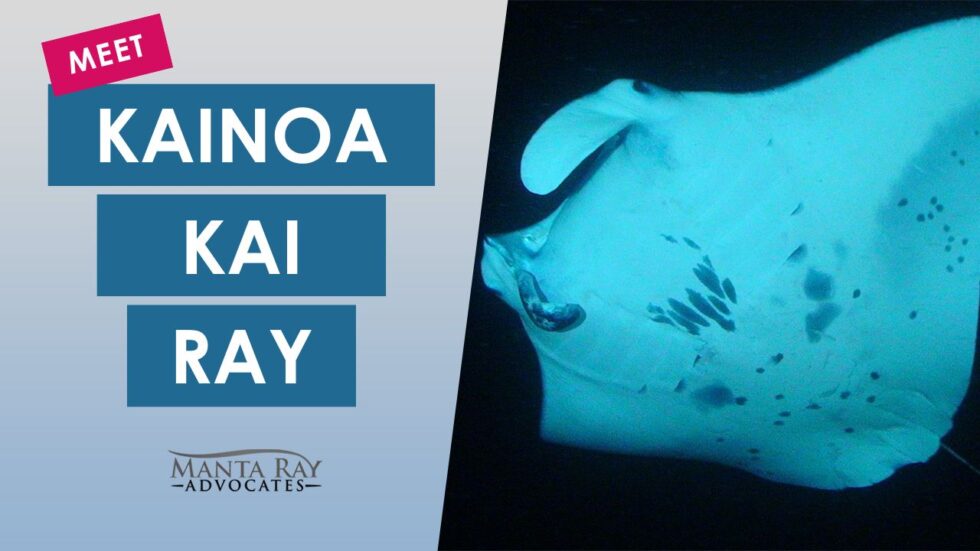 Kainoa Kai Ray - Manta Ray Advocates Hawaii