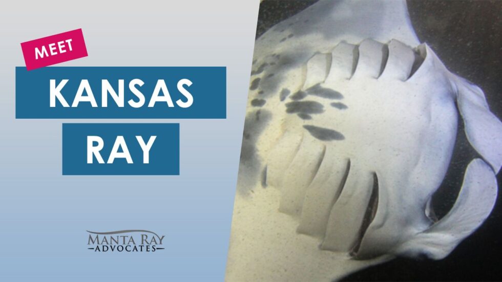 Kansas Ray - Manta Ray Advocates Hawaii