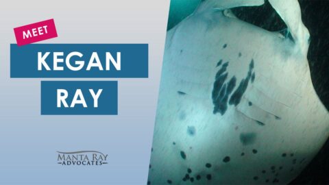 Kegan Ray - Manta Ray Advocates Hawaii