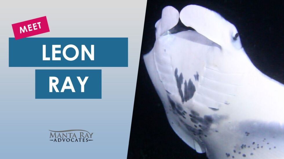 Leon Ray - Manta Ray Advocates Hawaii