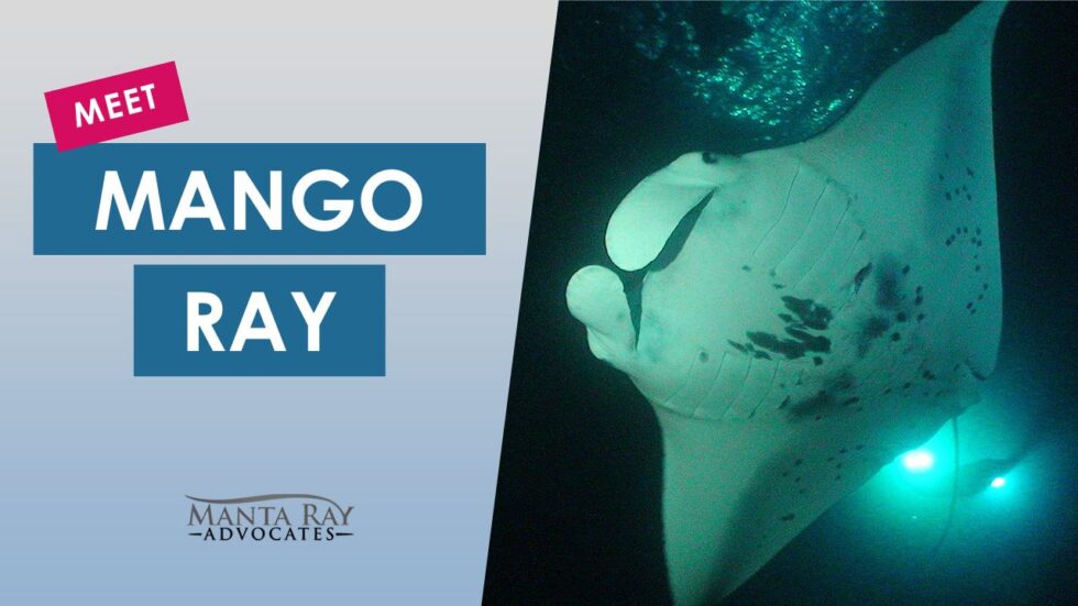 Mango Ray - Manta Ray Advocates Hawaii