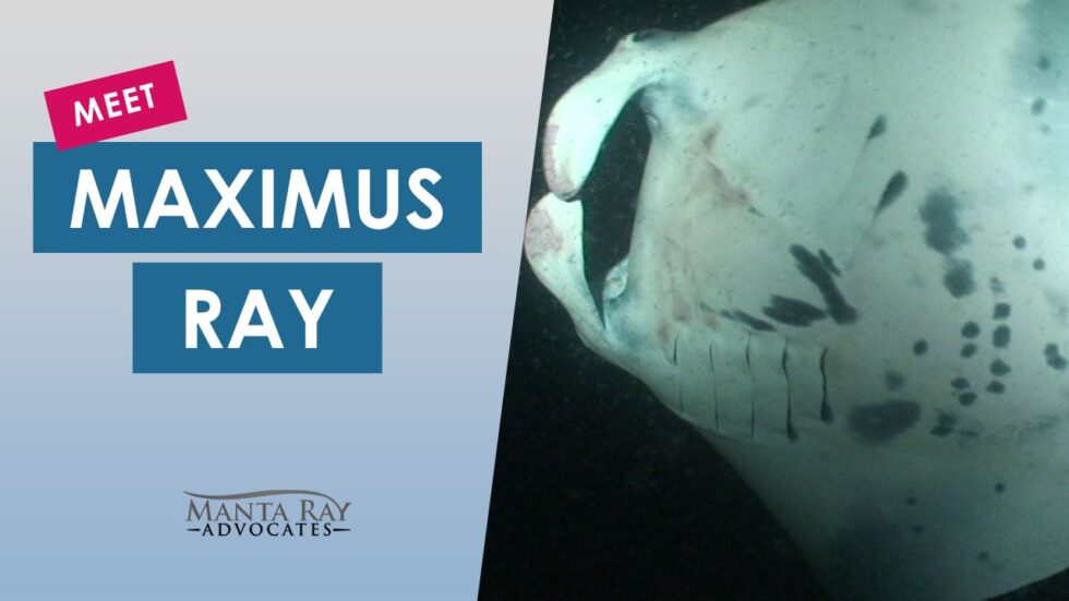 Maximus Ray - Manta Ray Advocates Hawaii