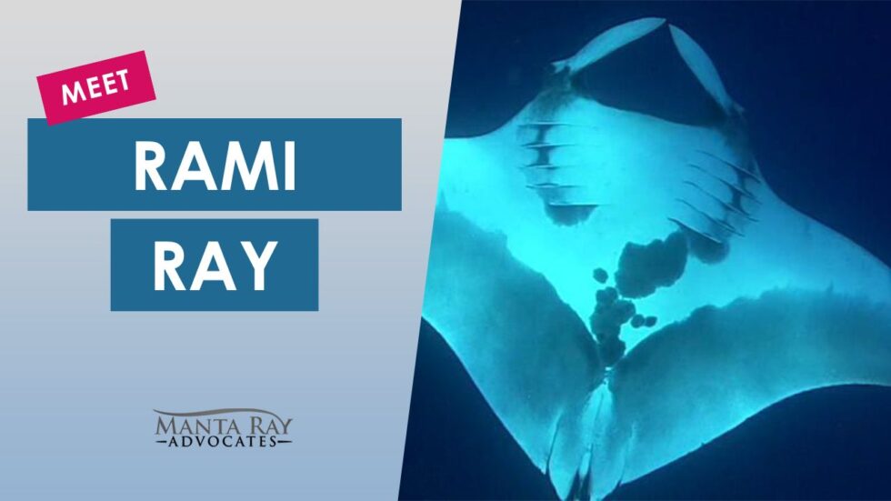 Rami Ray - Manta Ray Advocates Hawaii