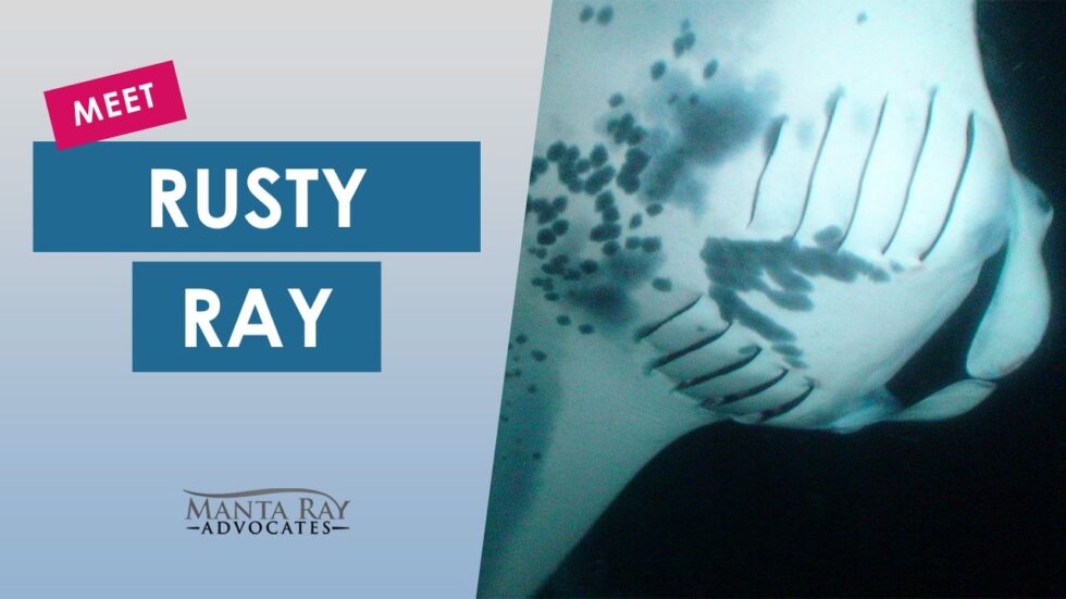 Rusty Ray - Manta Ray Advocates Hawaii