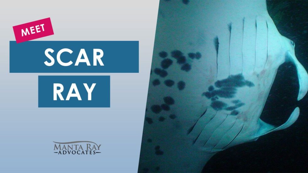 Scar Ray - Manta Ray Advocates Hawaii