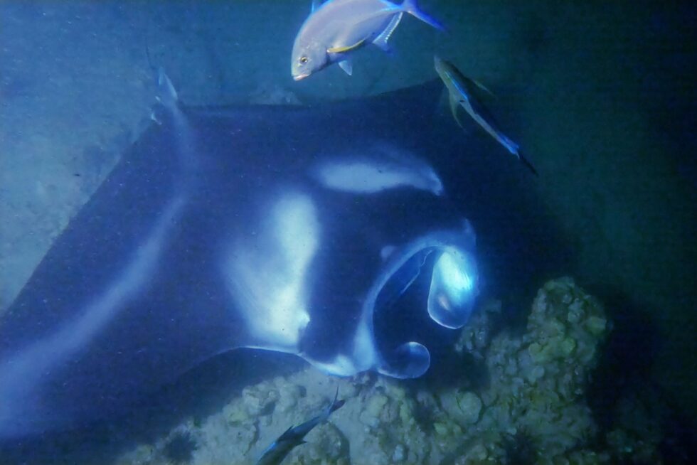 Manta Ray Night Snorkel Kona, Hawaii - Swim with Manta Rays
