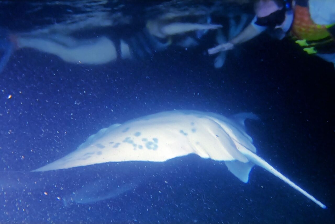 Manta Ray Night Snorkel Kona, Hawaii - Swim with Manta Rays