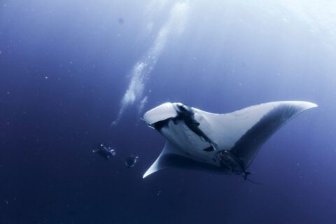 How Citizen Science contributes to our Knowledge of Manta Rays - Manta ...