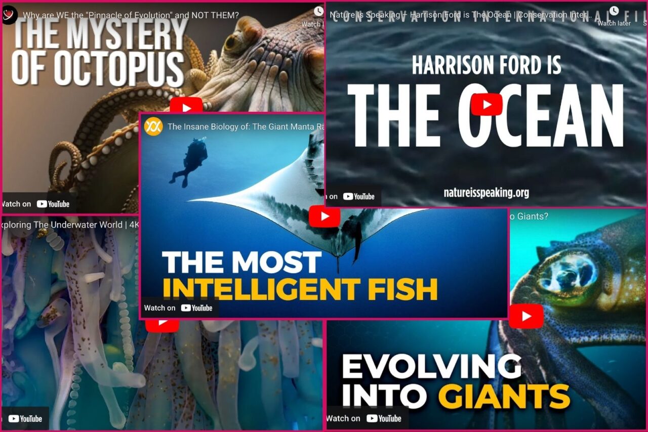 5 Inspiring YouTube Videos about Marine Life and the Ocean - Manta Ray ...