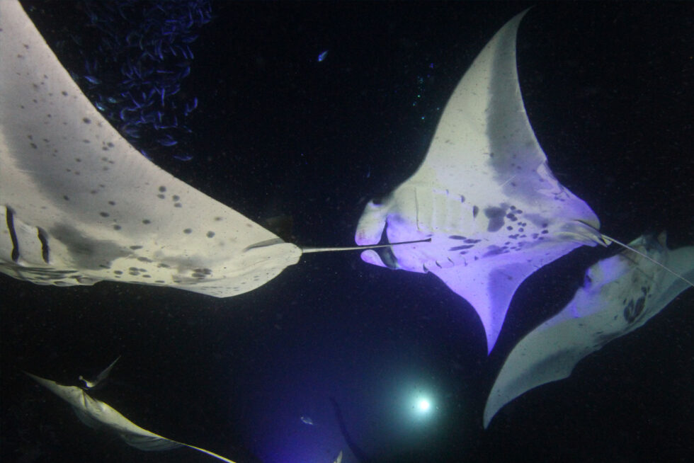 8 Essential Safety Tips for Snorkeling with Manta Rays - Manta Ray ...