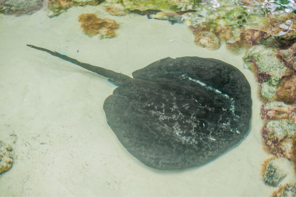 A Guide to the Different Types of Rays in Hawaii - Manta Ray Advocates ...