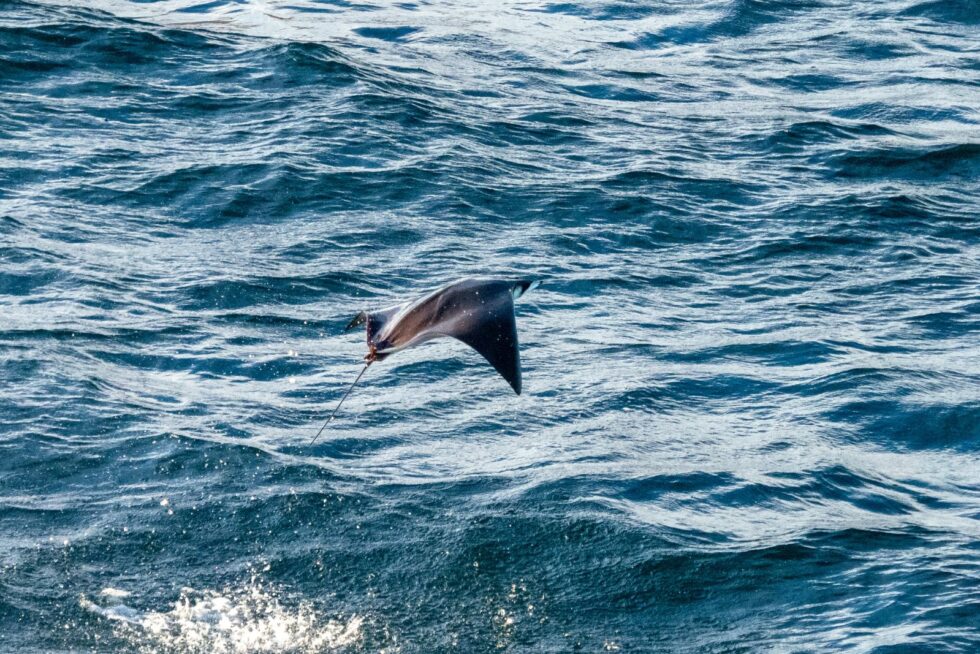 A Guide to the Different Types of Rays in Hawaii - Manta Ray Advocates ...