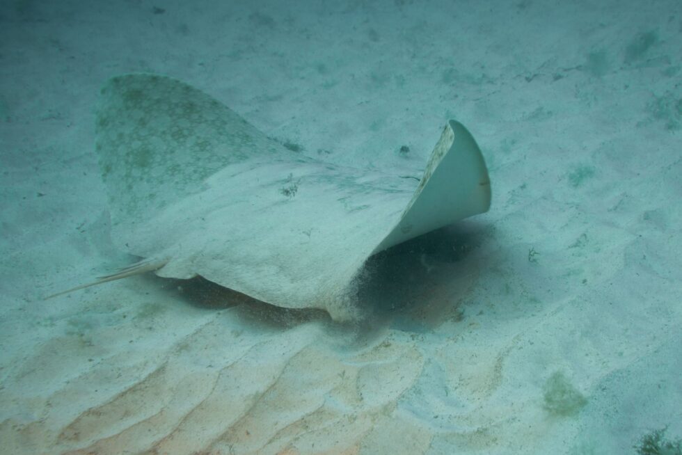 A Guide to the Different Types of Rays in Hawaii - Manta Ray Advocates ...