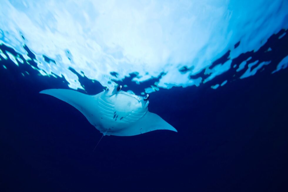 Decoding The Life Cycle of Manta Rays - and Our Role in Their Survival ...