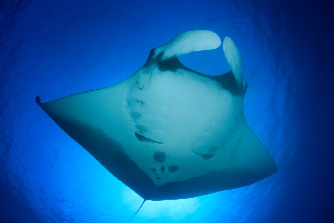 Movement Patterns of Reef Manta Rays - Manta Ray Advocates Hawaii