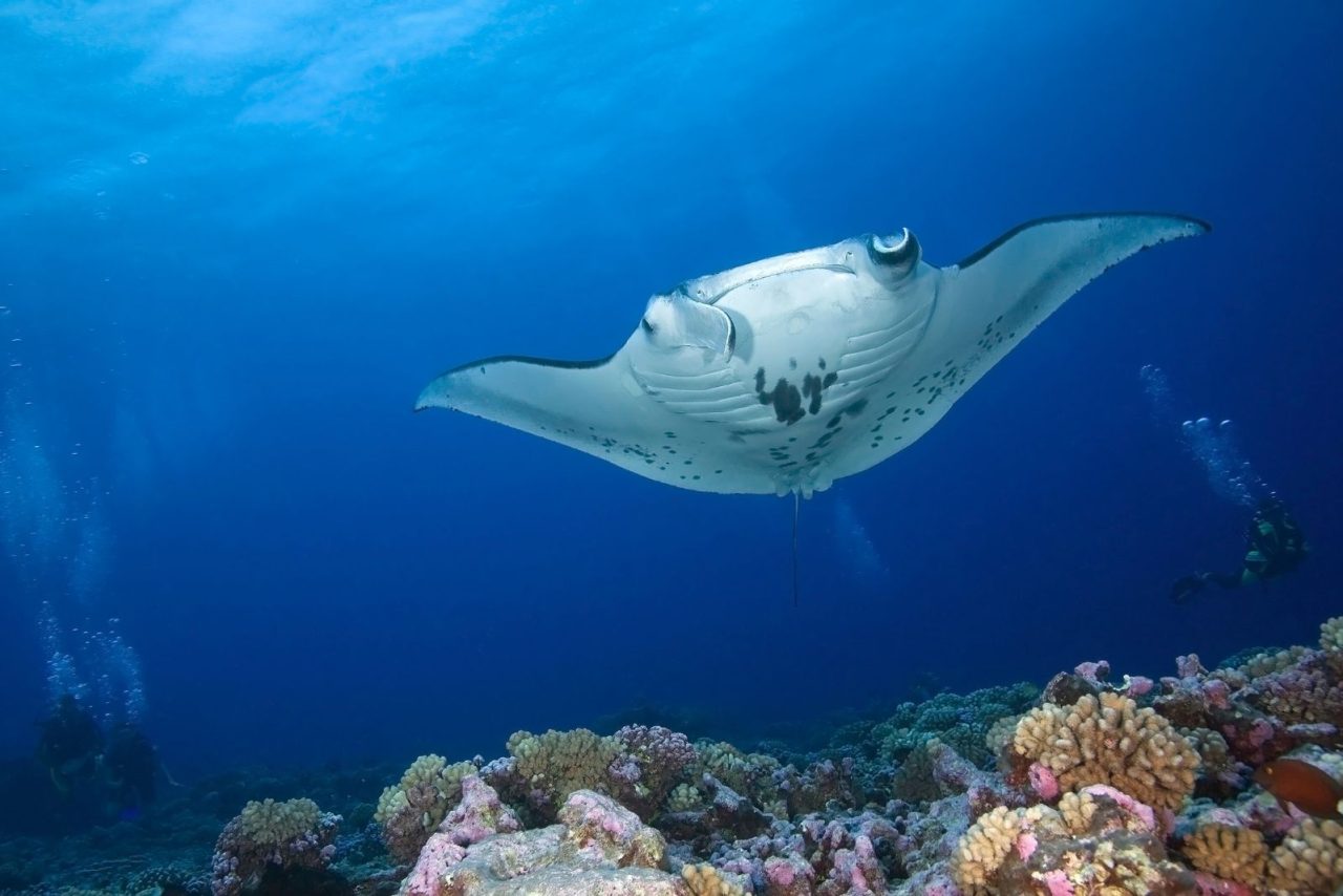 Tracking the Movement Patterns of Reef Manta Rays in Hawaii - Manta Ray ...