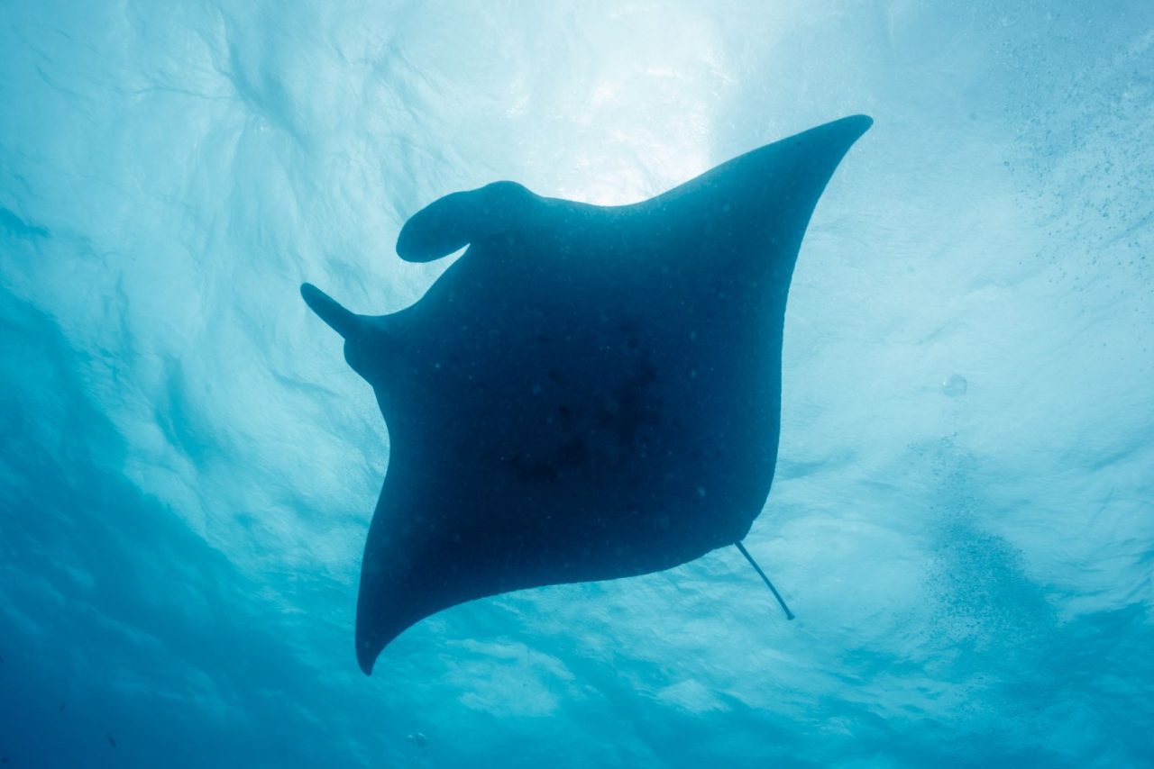 Atlantic manta ray: science confirms third species - Manta Ray ...