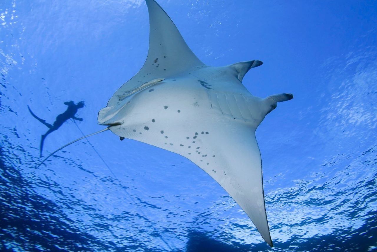 The Size of Manta Rays: How Big Can they Grow? - Manta Ray Advocates Hawaii