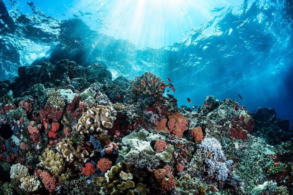 Inside the coral reefs, natural habitat of the reef manta - Manta Ray ...