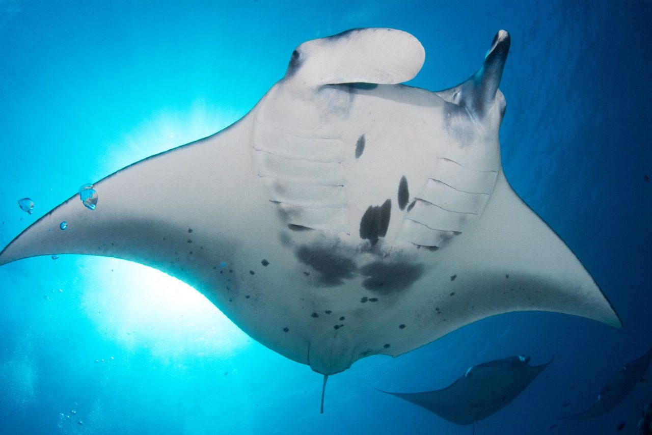The fascinating anatomy of manta rays - Manta Ray Advocates Hawaii