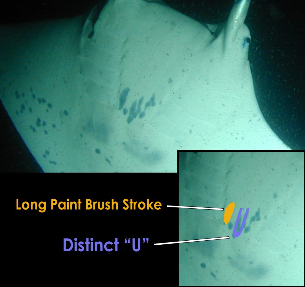 Wing Ray - Manta Ray Advocates Hawaii